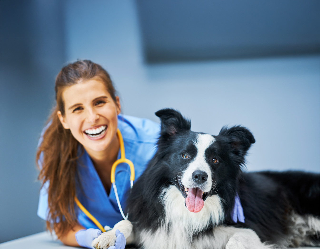 Animal Housing, Kennels & Boarding Equipment UK - TECHNIK®